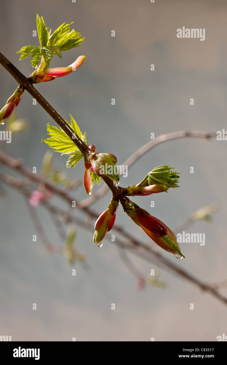 Buds bursting into leaf in spring Stock Photo - Alamy