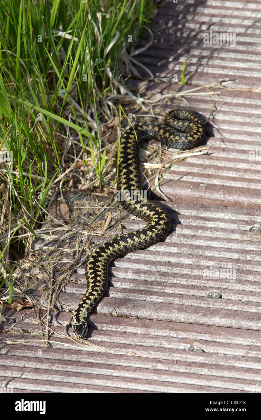adder viper snake vipera berus scotland uk england Stock Photo - Alamy