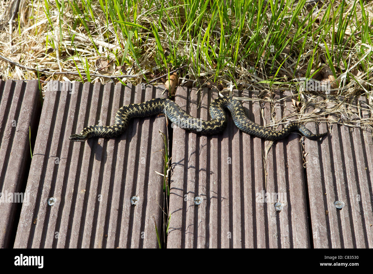 Adder scotland hi-res stock photography and images - Alamy