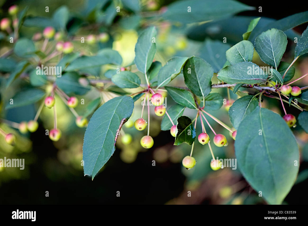 Leaves with berries border hi-res stock photography and images - Alamy
