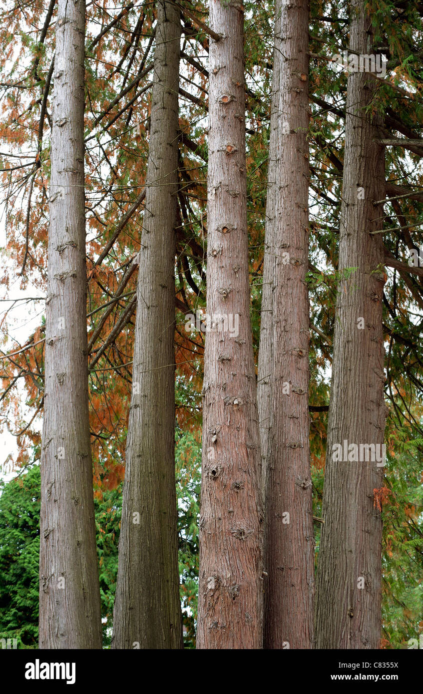 Six high trees in garden Stock Photo - Alamy