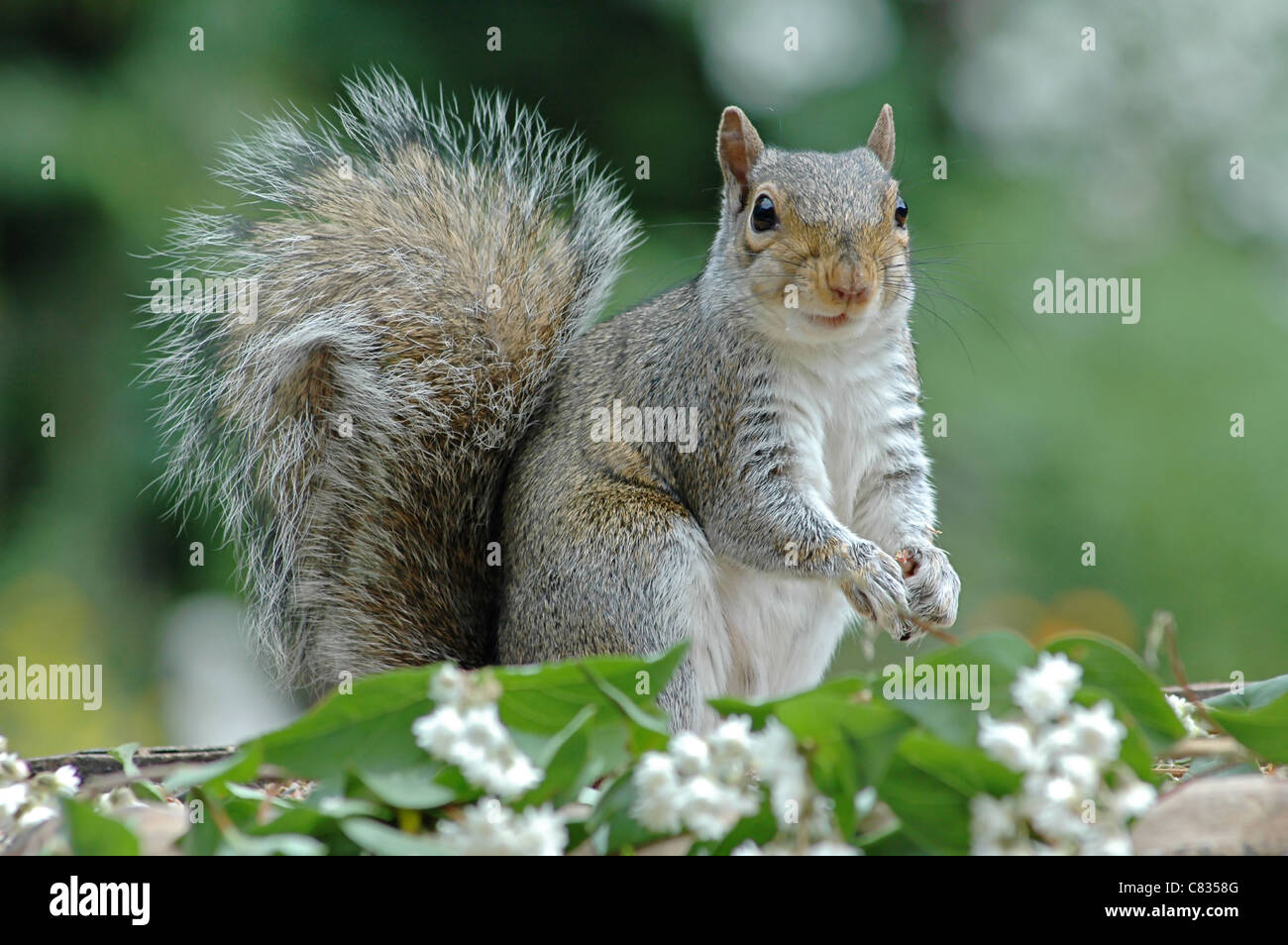 Eastern gray squirrel, or grey squirrel (depending on region), (Sciurus ...