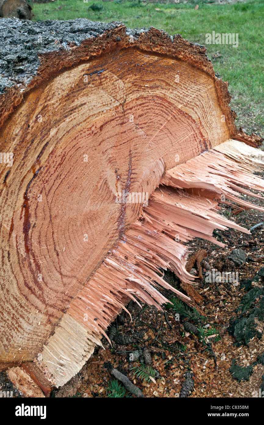Stub of aged tree Stock Photo - Alamy