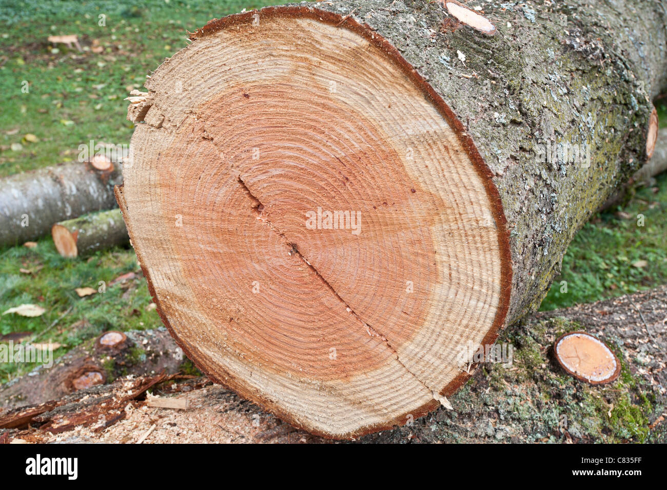 Tree rind hi-res stock photography and images - Alamy