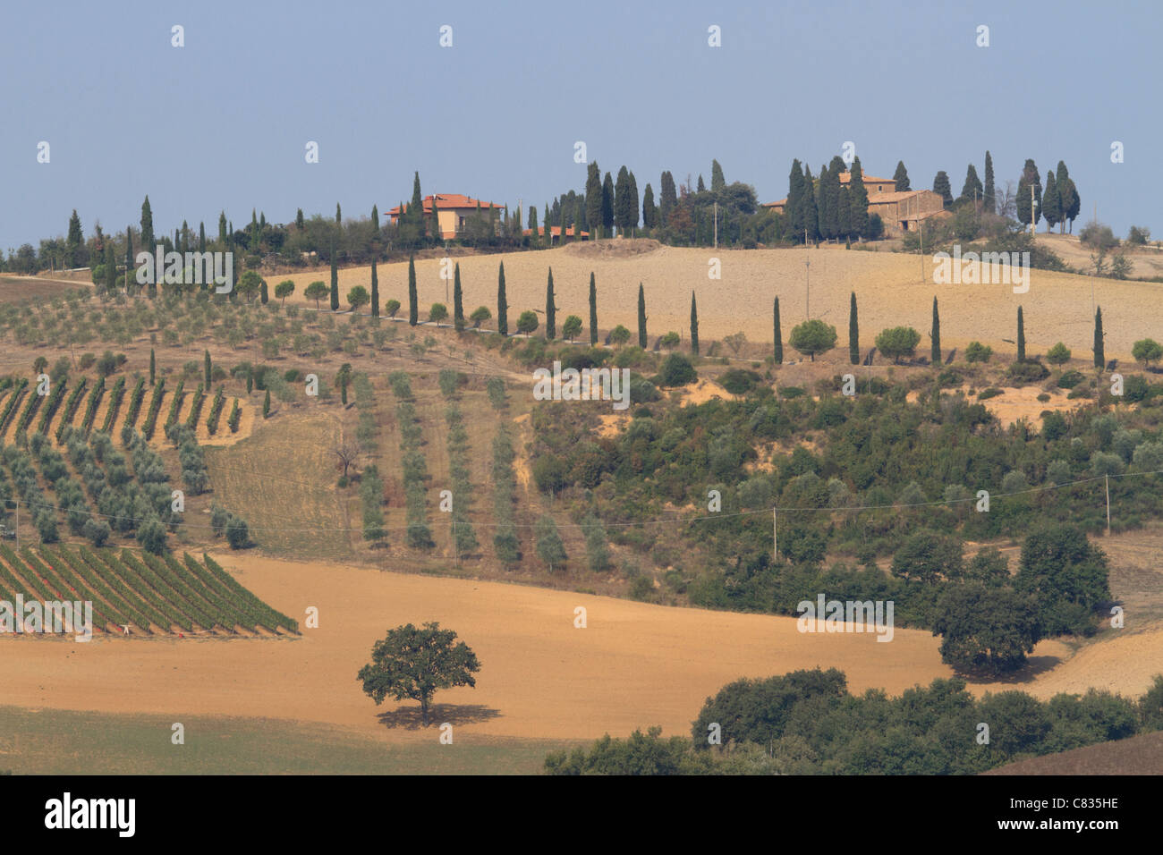 Typical Tuscan landscape with cypress trees Stock Photo - Alamy