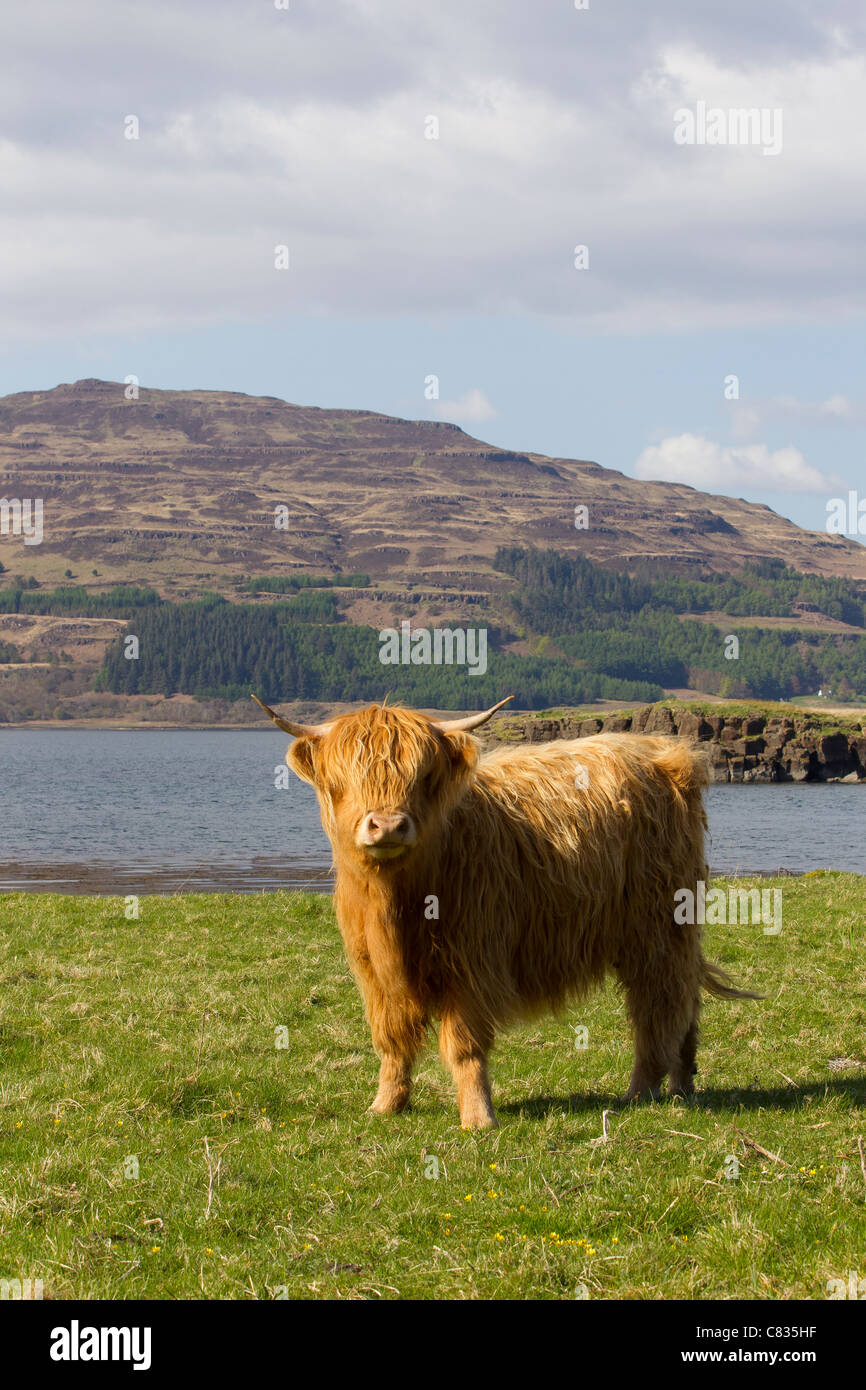 scottish highland cow cattle scotland landscape sunny summer graze ...