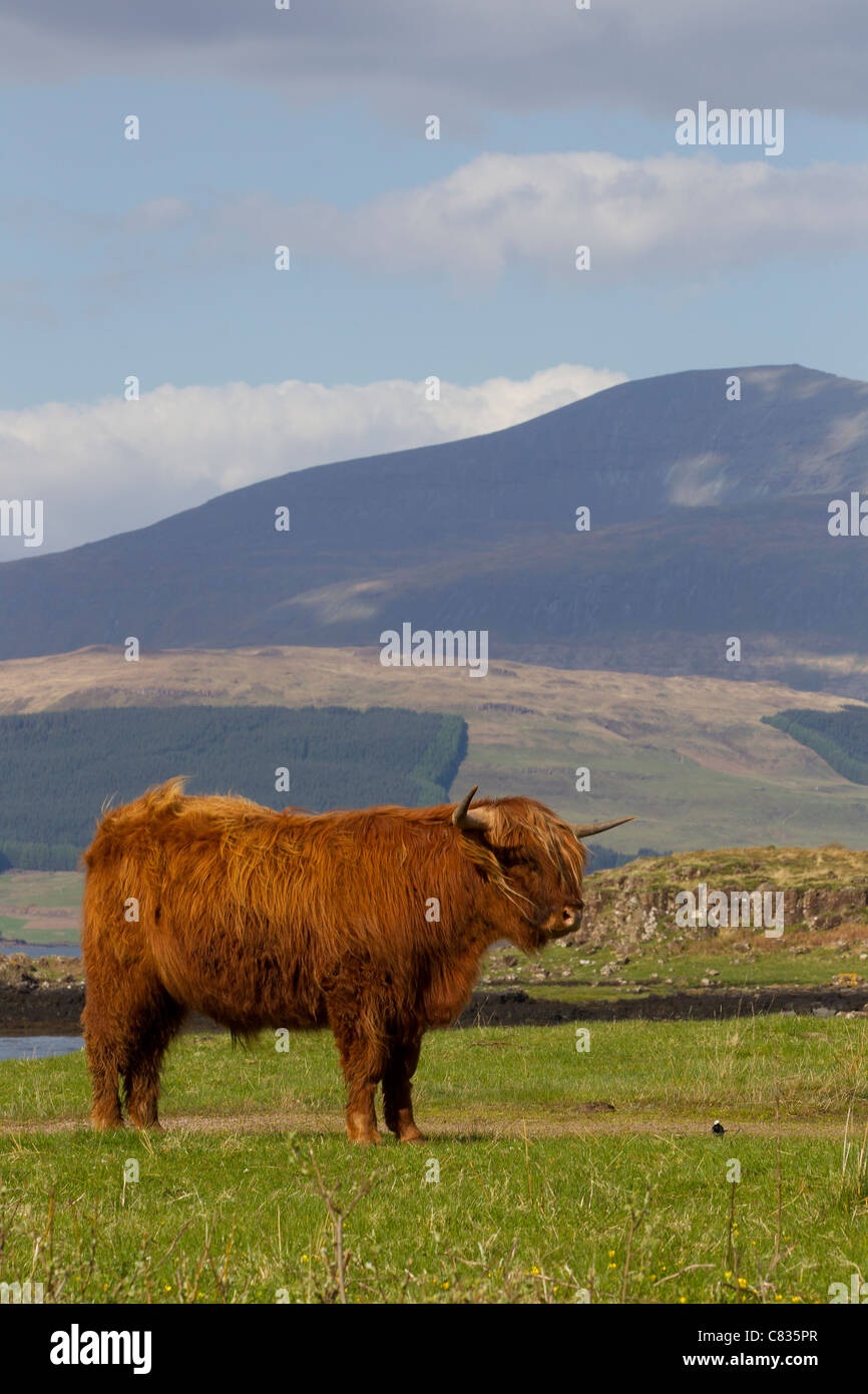 scottish highland cow cattle scotland landscape sunny summer graze ...