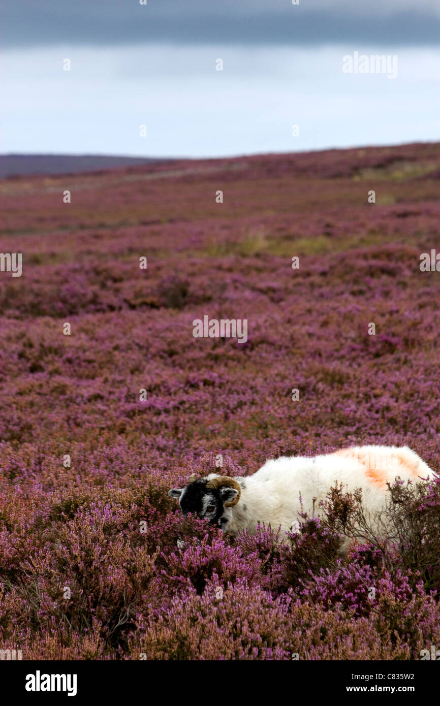 Hill sheep.Upland farming.hill farming.Agriculture.meat industry Stock ...