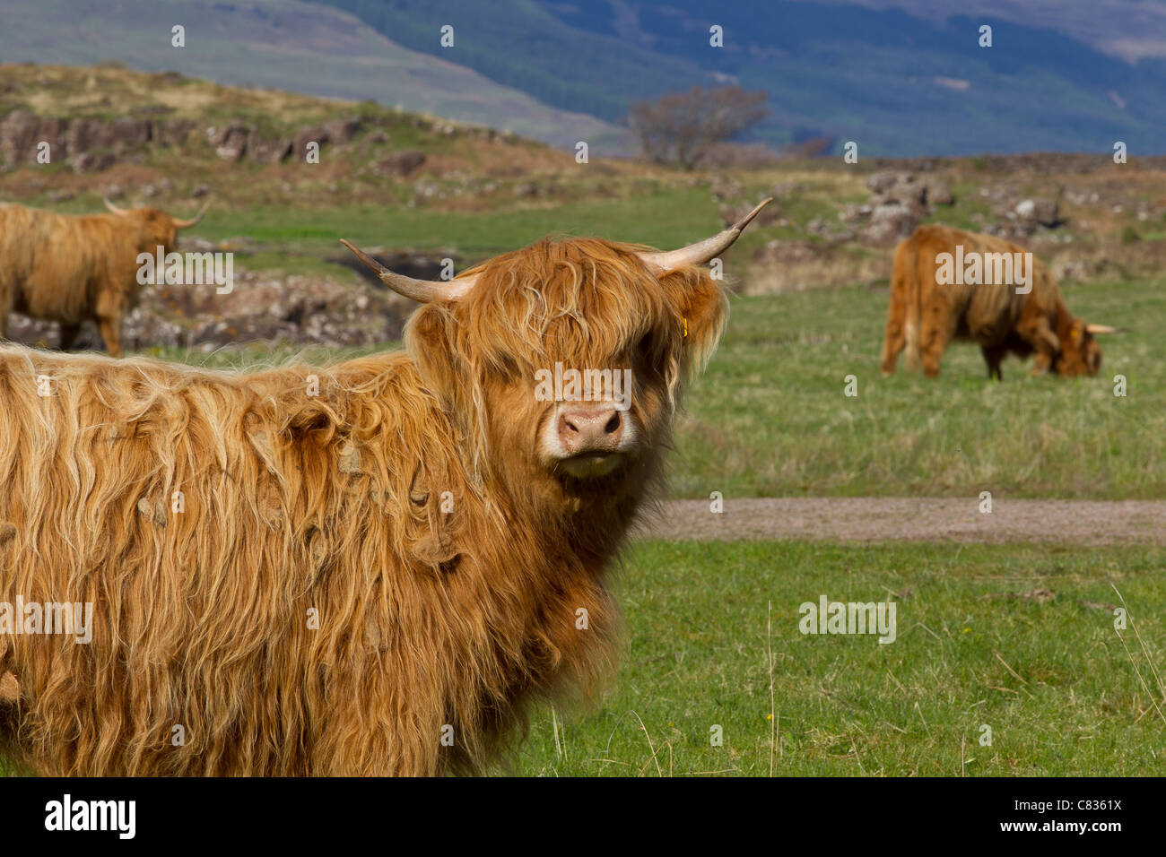 scottish highland cow cattle scotland landscape sunny summer graze ...