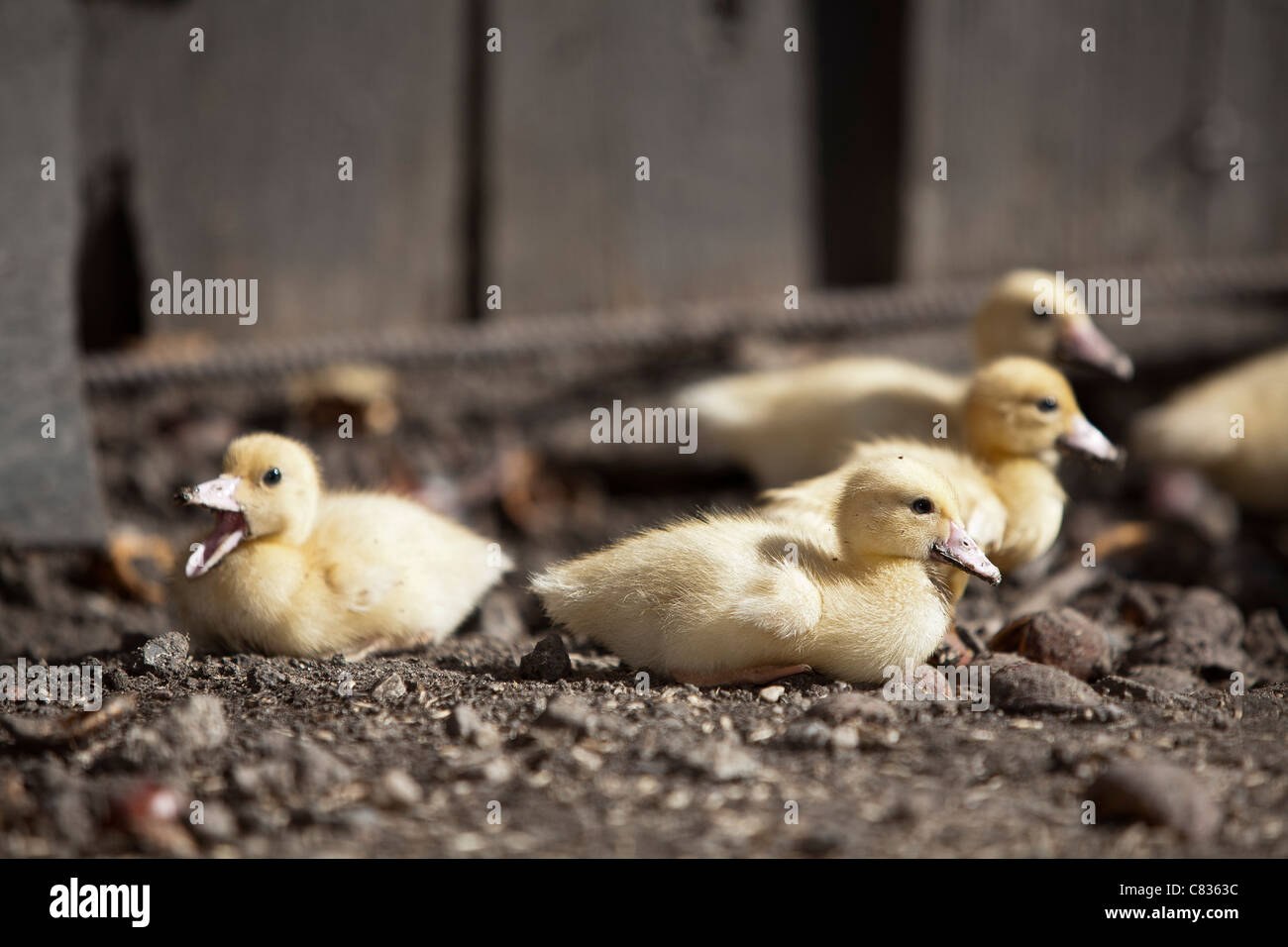 Ducklings warming in the sun Stock Photo - Alamy