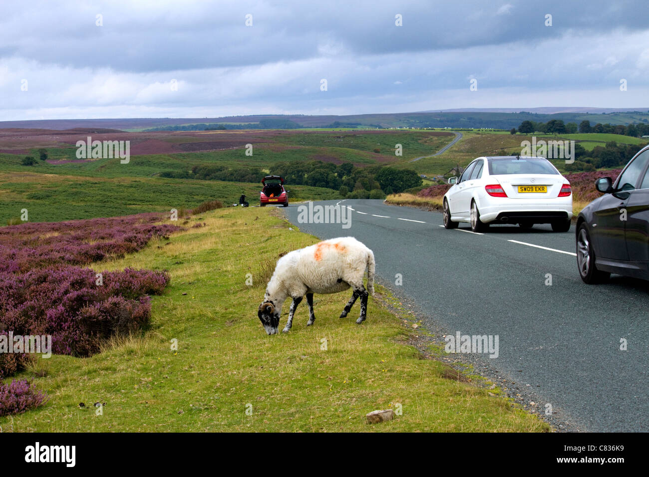 Hill sheep.Upland farming.hill farming.Agriculture.meat industry Stock ...