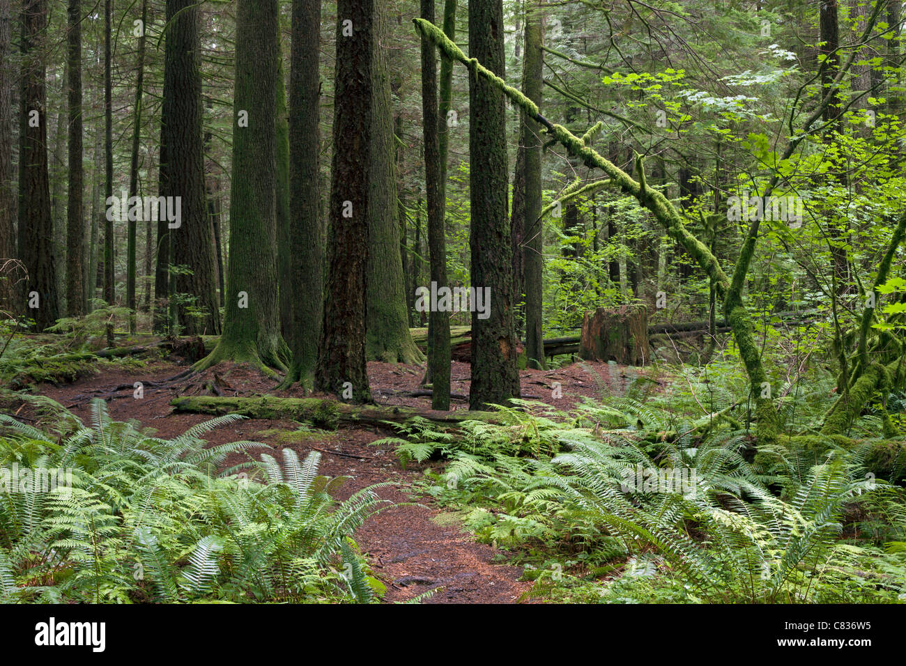 Virgin forest with high trees Stock Photo - Alamy