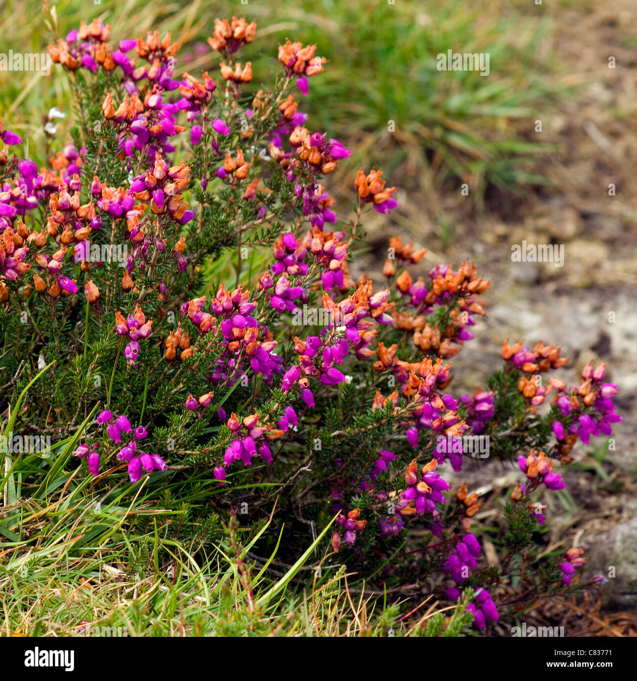 Heather in bloom hi-res stock photography and images - Alamy