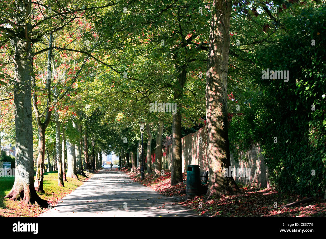 Avenue of Trees in Dorchester Dorset Stock Photo - Alamy