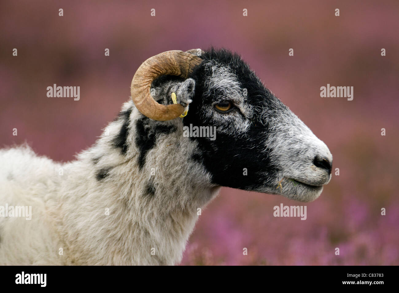 Hill sheep.Upland farming.hill farming.Agriculture.meat industry Stock ...