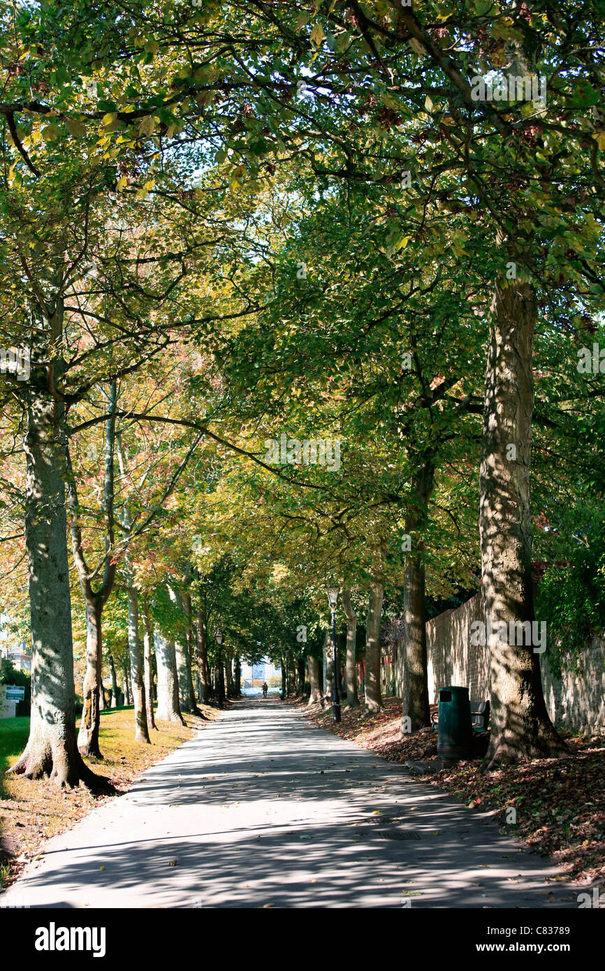 Avenue of Trees in Dorchester Dorset Stock Photo - Alamy