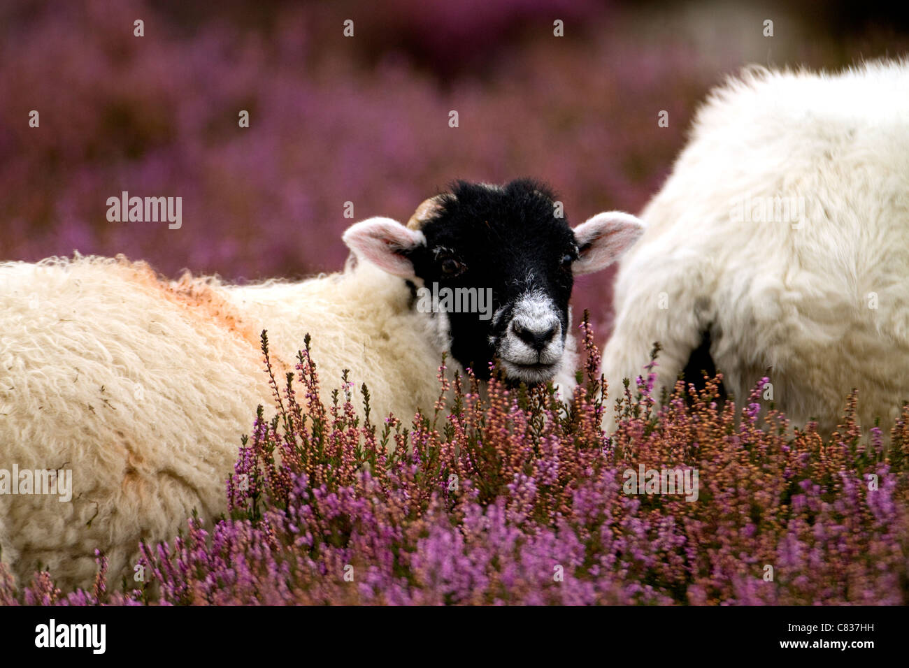 Hill sheep.Upland farming.hill farming.Agriculture.meat industry Stock ...