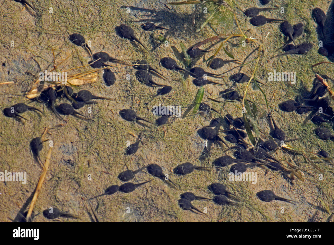 Tadpole legs tail swimming in hi-res stock photography and images - Alamy