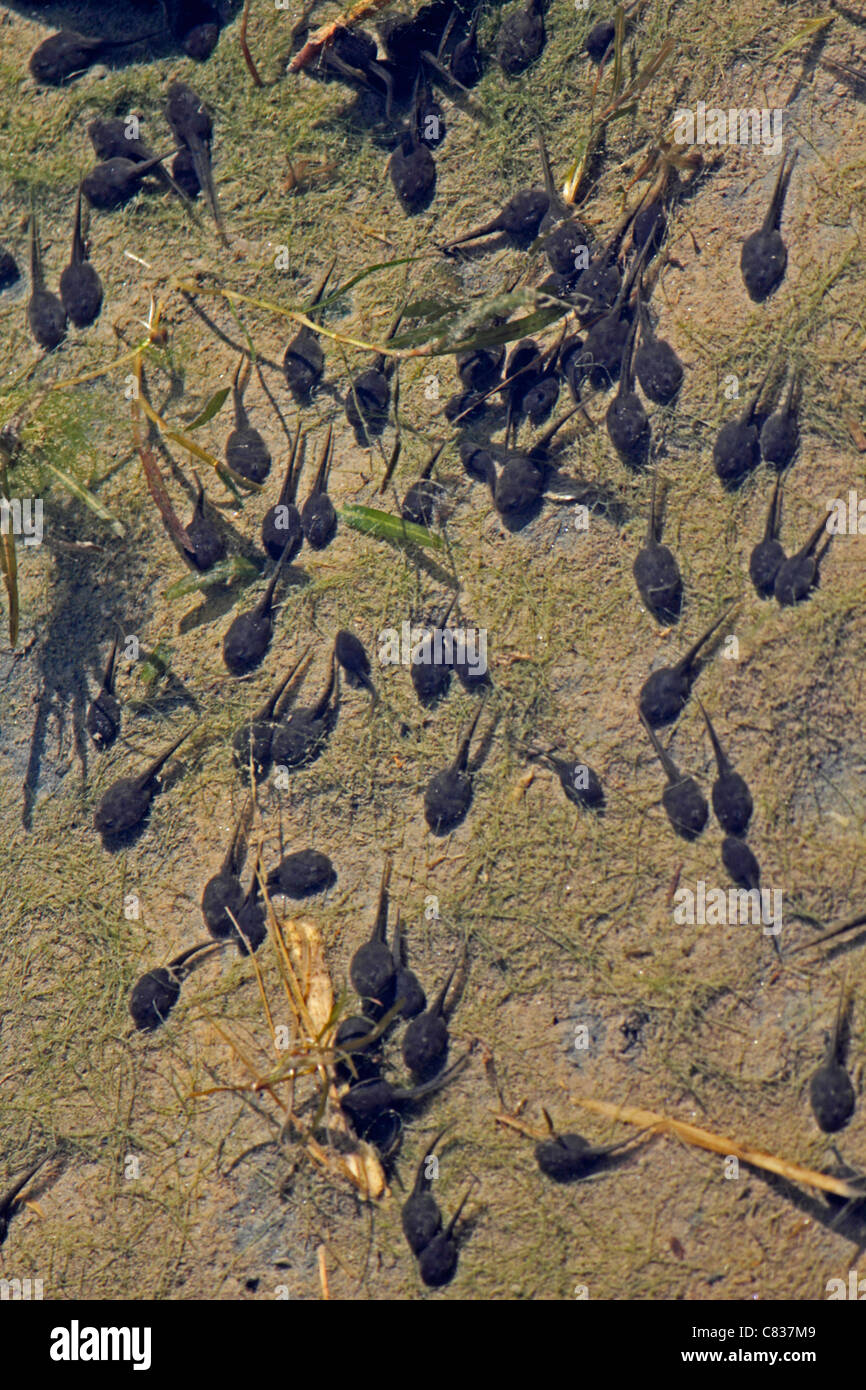 Tadpoles hi-res stock photography and images - Alamy