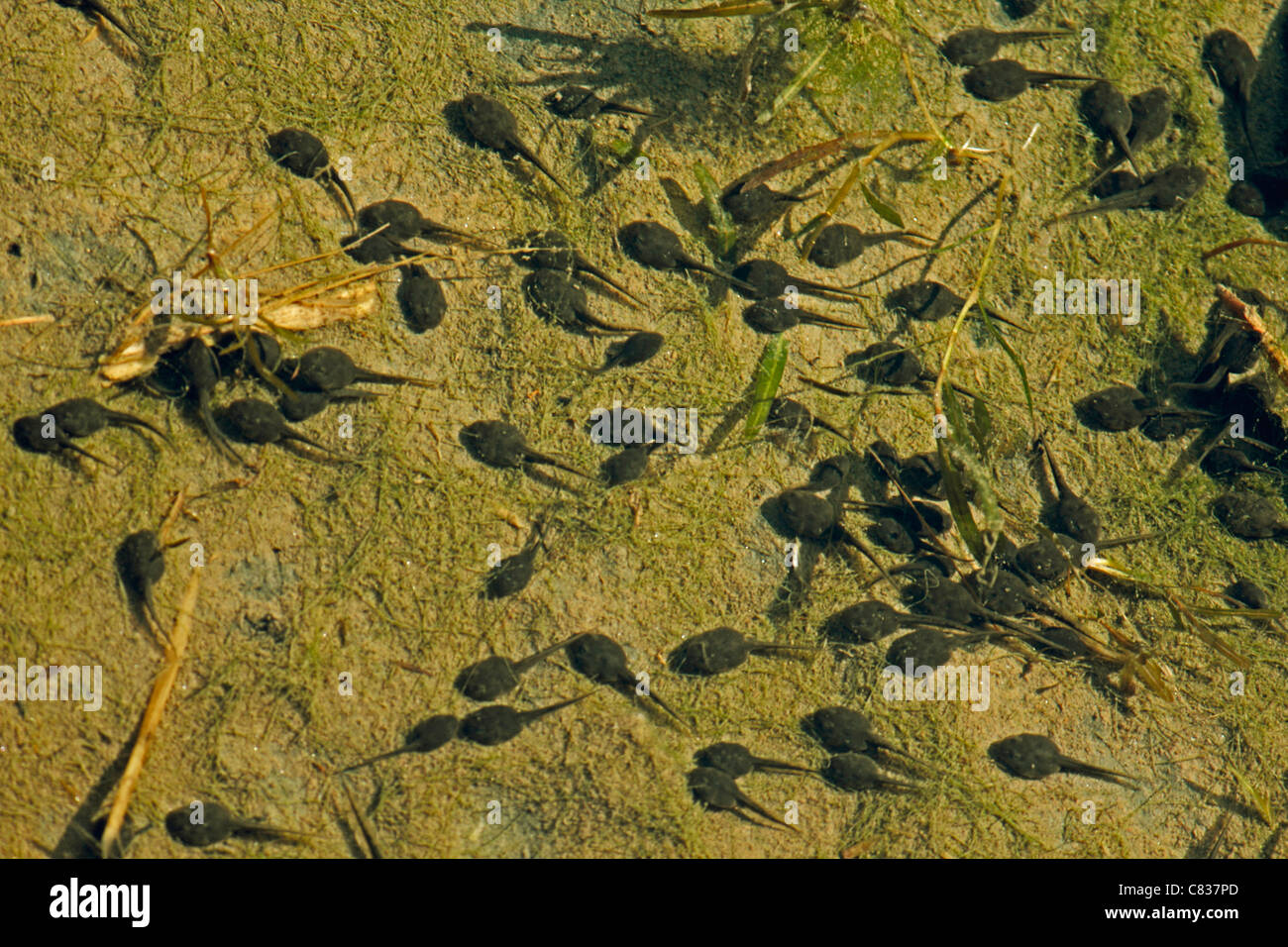 Tadpoles in Water, Namdapha National Park, Miao, Arunachal Pradesh ...