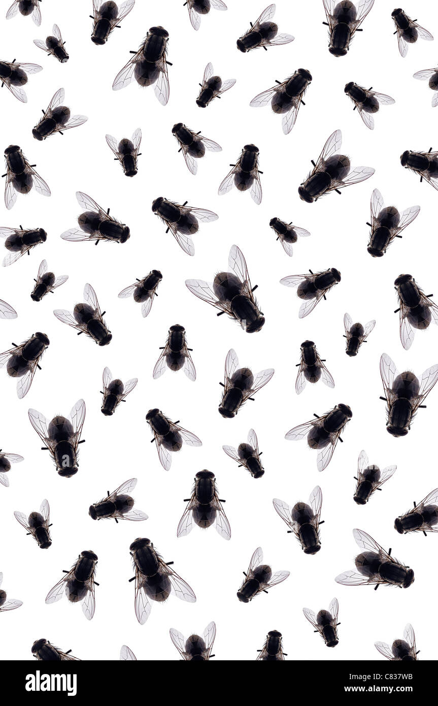 Swarm of flies hi-res stock photography and images - Alamy