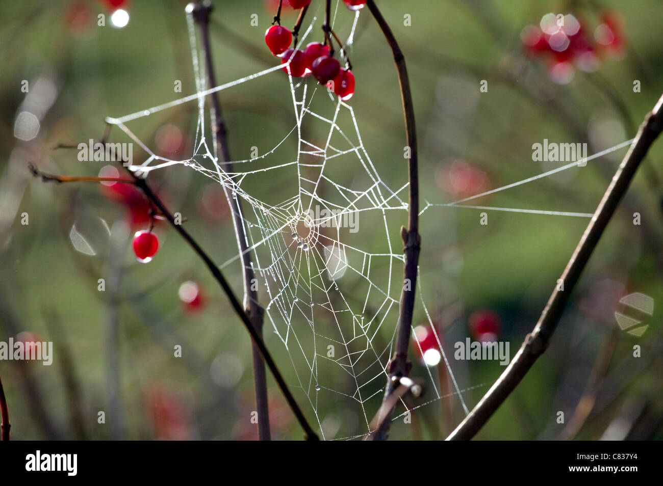 Guelder Rose berries, Viburnum opulus, with spiders webs. Gillfach farm ...