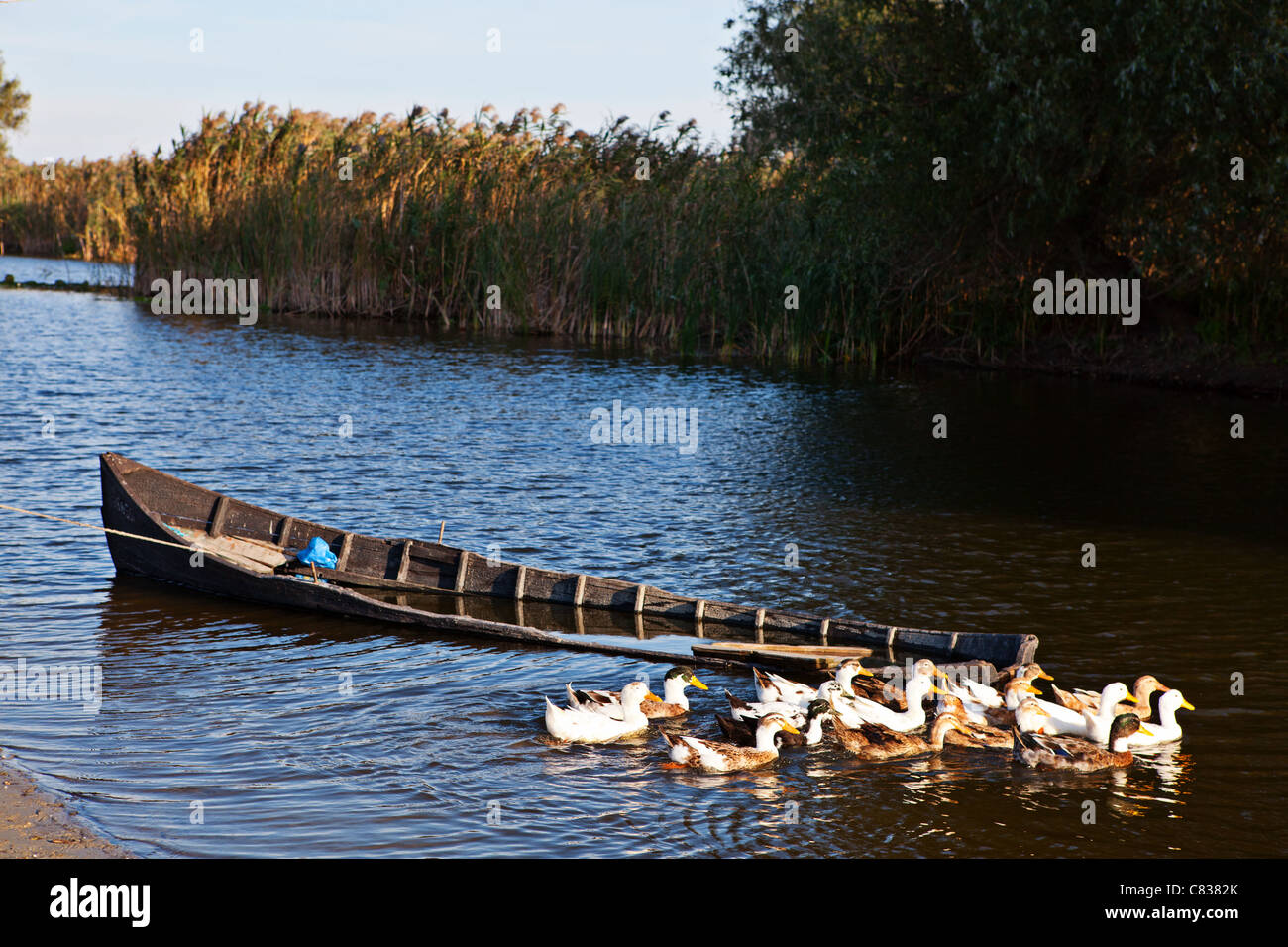 Romanian duck danube delta hi-res stock photography and images - Alamy