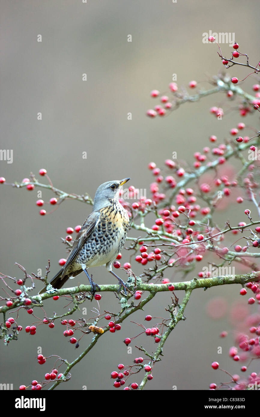 Gilfach nature reserve hi-res stock photography and images - Alamy