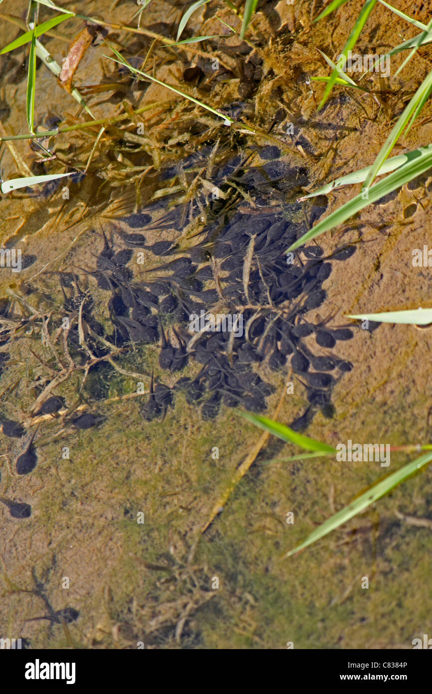Tadpoles swimming underwater hi-res stock photography and images - Alamy