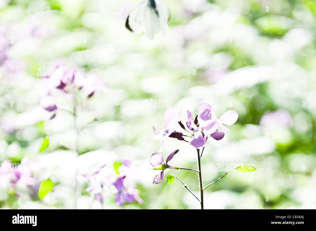 flap spring light flowers Stock Photo - Alamy