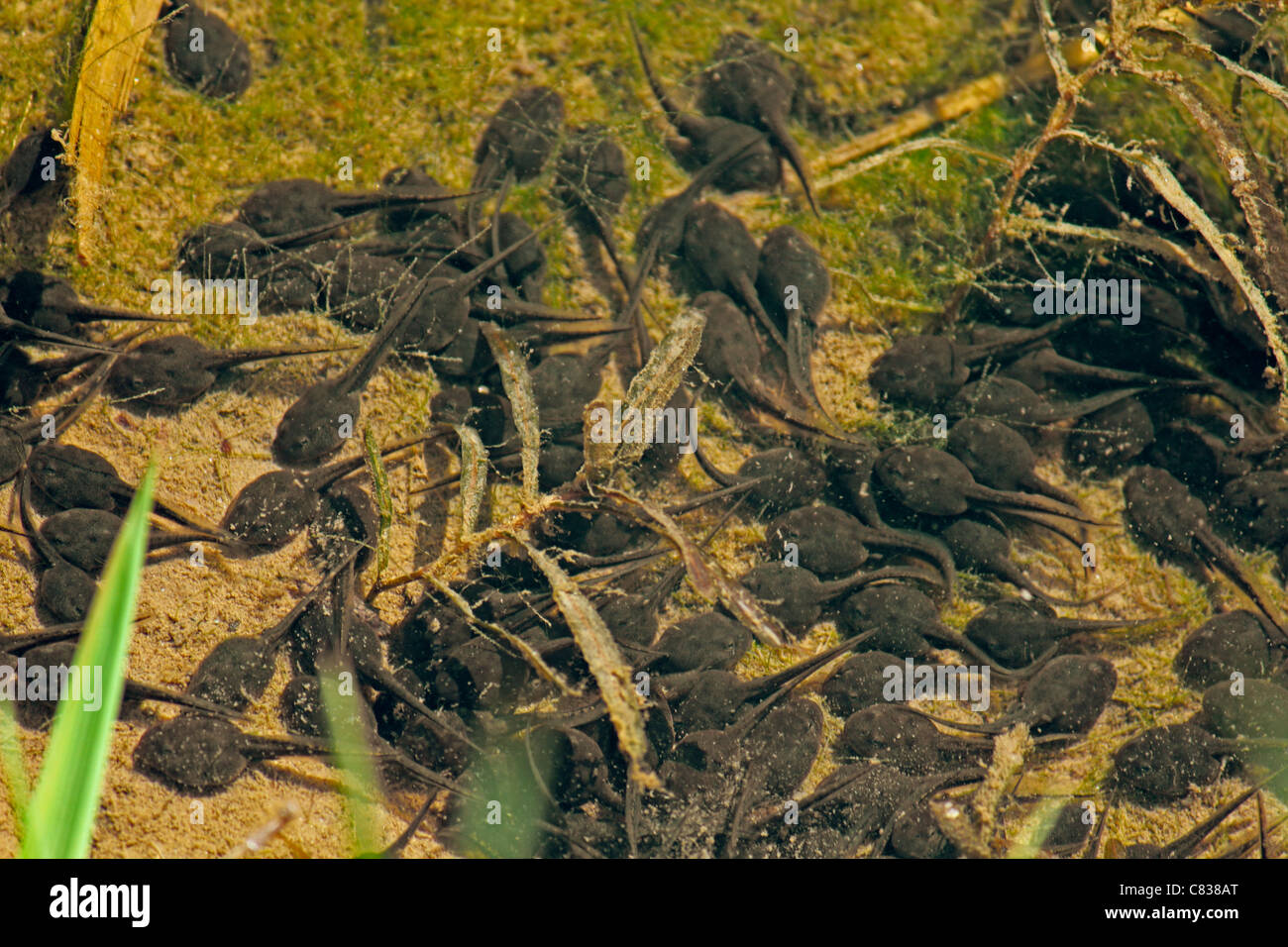 Tadpole legs water hi-res stock photography and images - Alamy