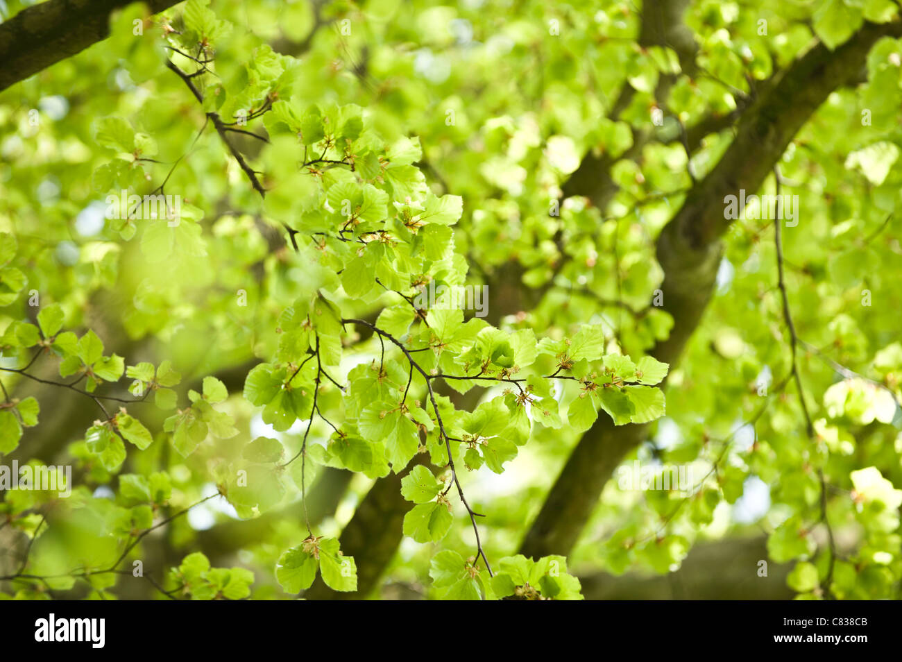 color of spring Stock Photo - Alamy