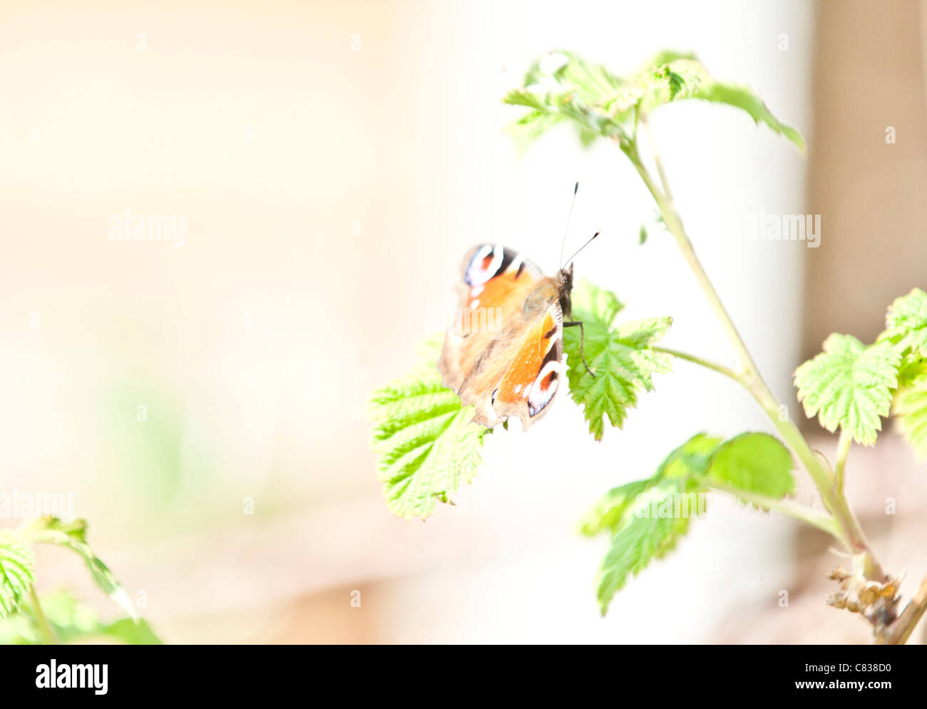 Light butterfly hi-res stock photography and images - Alamy