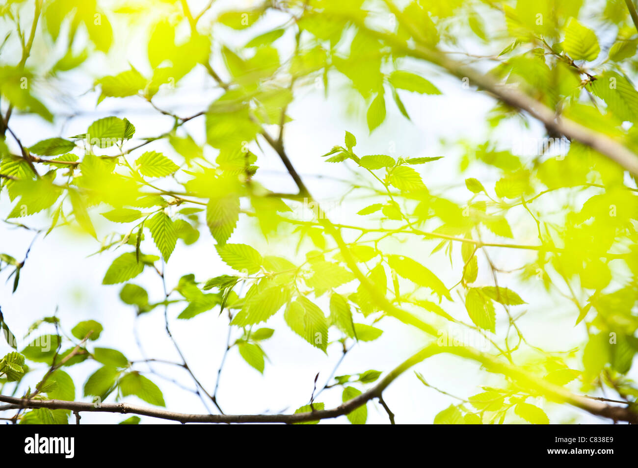 leafs hidden green mood Stock Photo - Alamy
