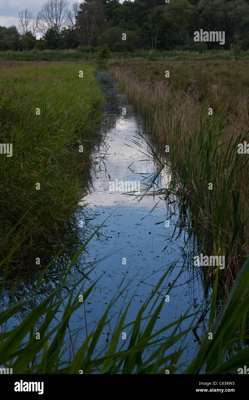 Drainage ditch on the Norfolk Broads Stock Photo - Alamy