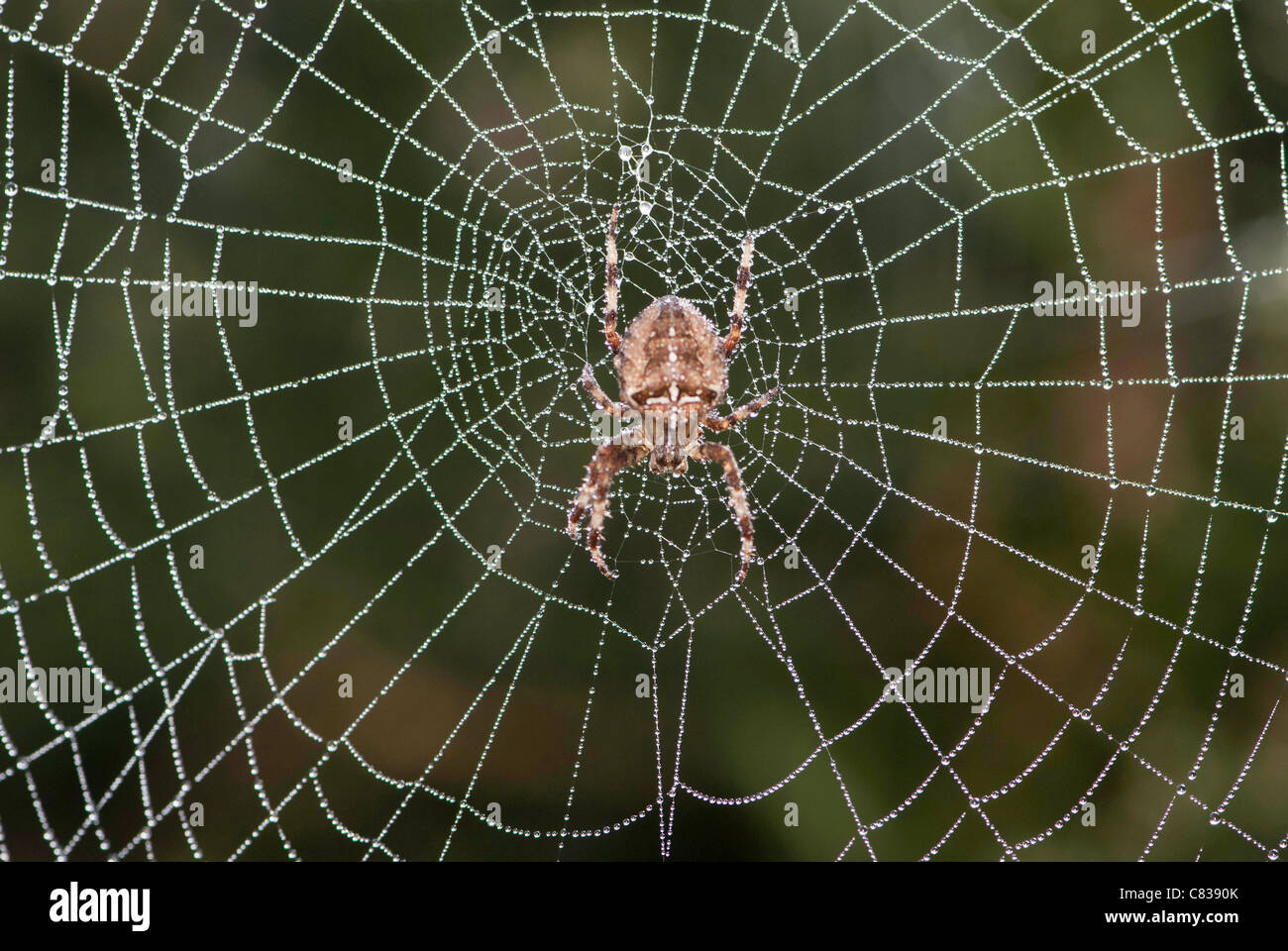 Close up of garden spider [Araneus diadematus] in center of spiders web ...