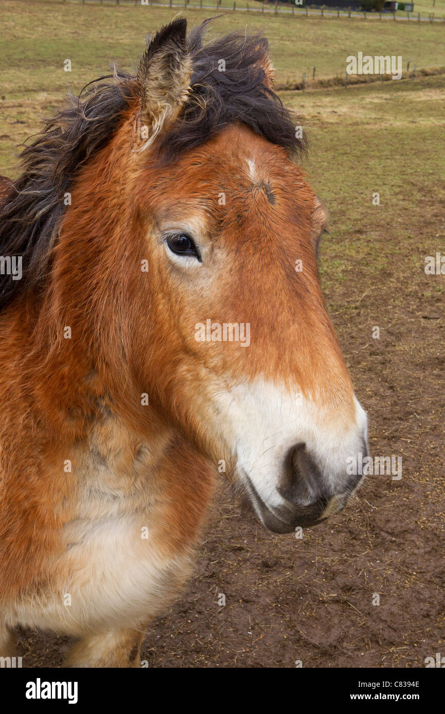 Chestnut horse head hi-res stock photography and images - Alamy