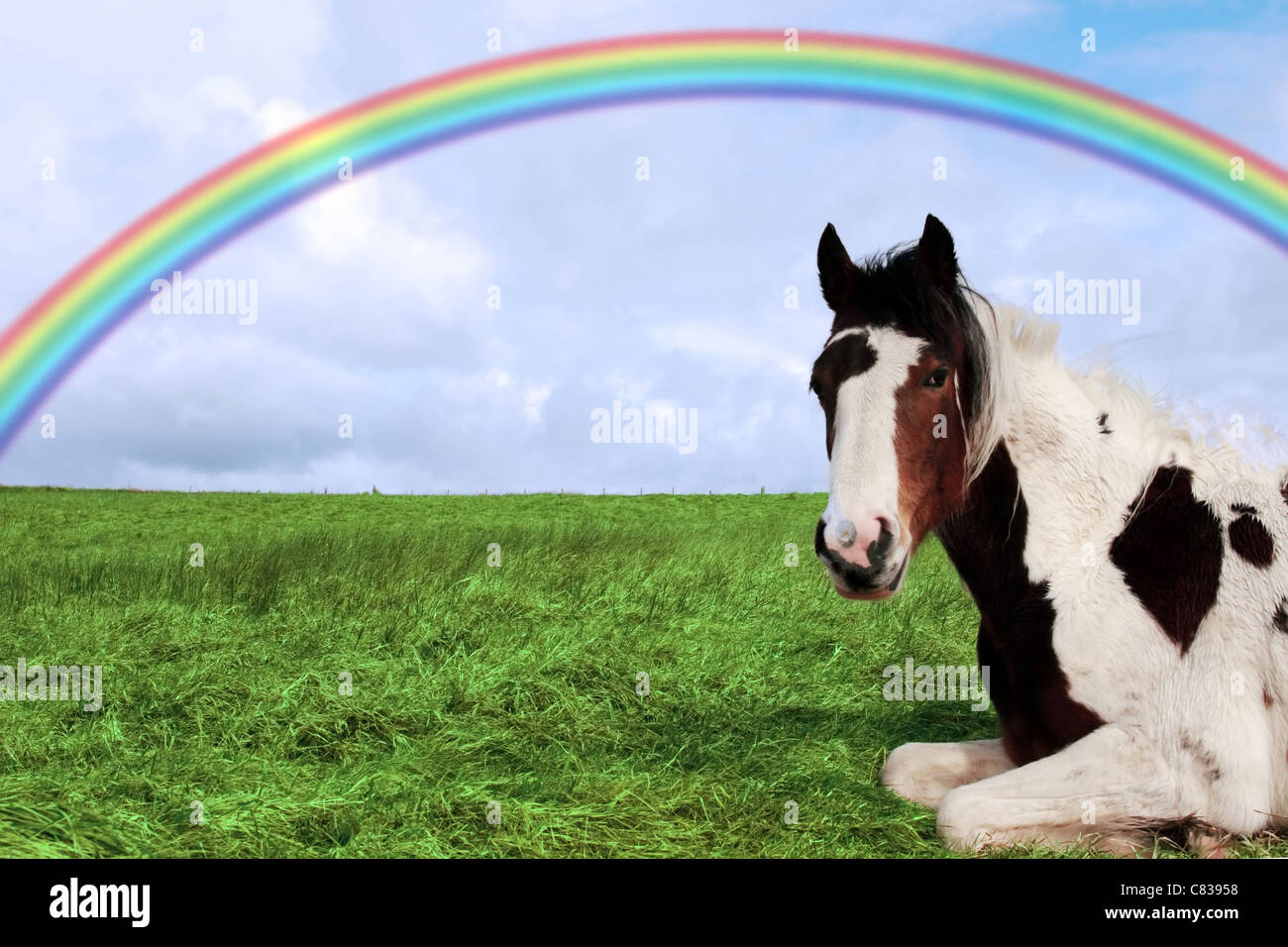a horse resting under the arch of a rainbow Stock Photo - Alamy