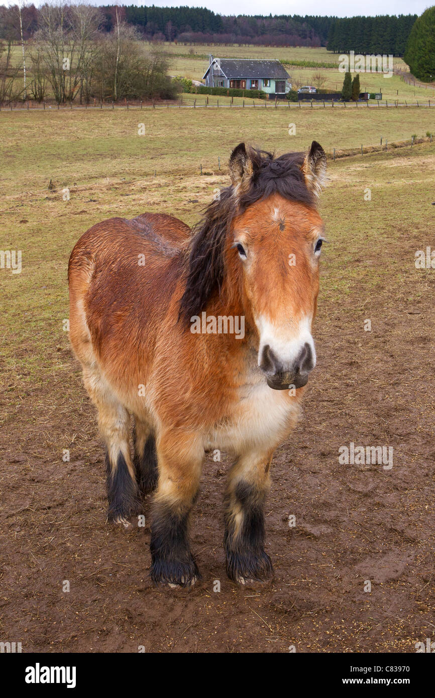 Small chestnut horses standing hi-res stock photography and images - Alamy