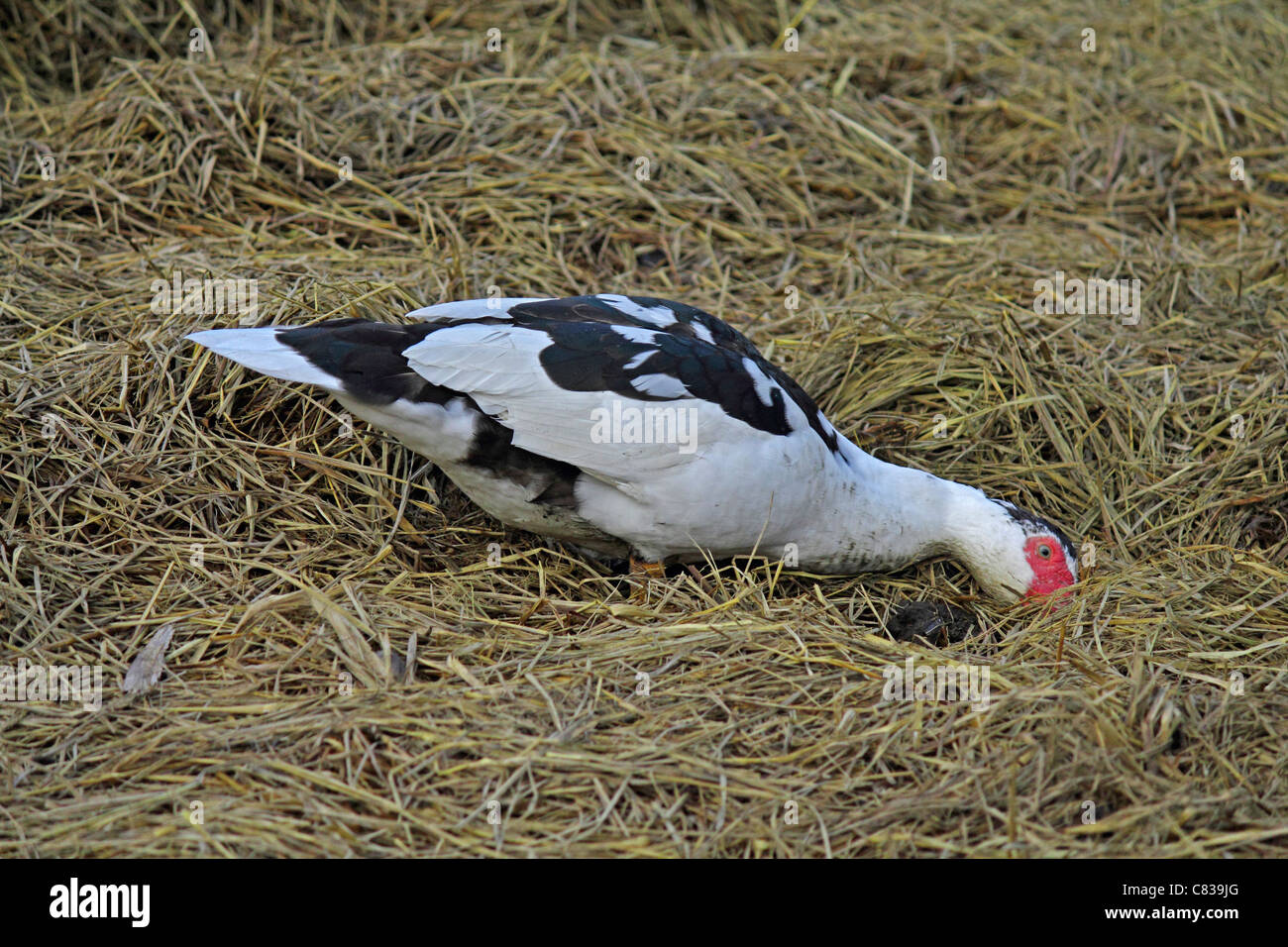 Alive duck hi-res stock photography and images - Alamy