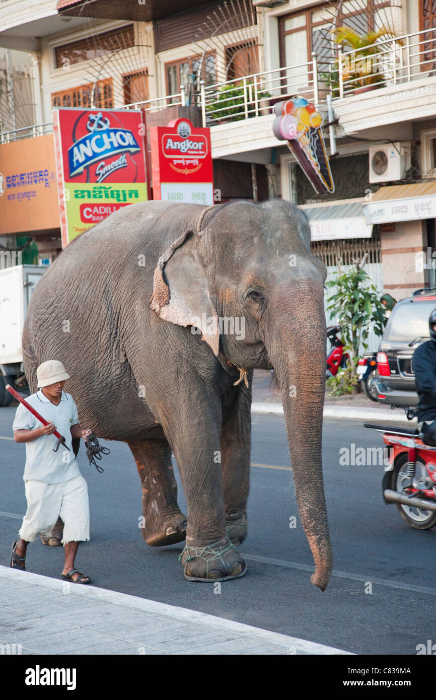 Cambodia, Phnom Penh, Elephant Walking on Main Road Stock Photo - Alamy