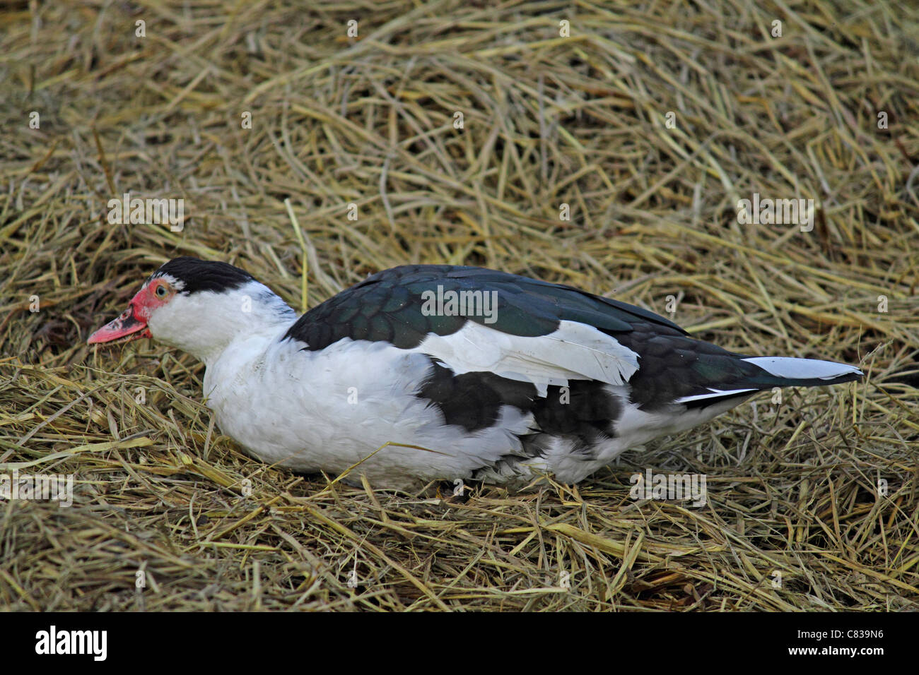 Turkey duck hi-res stock photography and images - Alamy