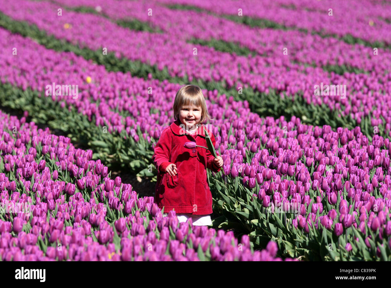 Tulip field in norfolk IN FLOWER Stock Photo - Alamy