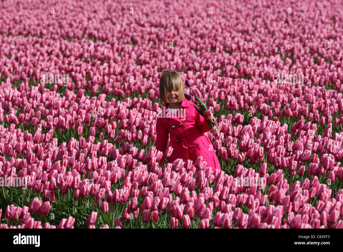 Tulip field in norfolk IN FLOWER Stock Photo - Alamy