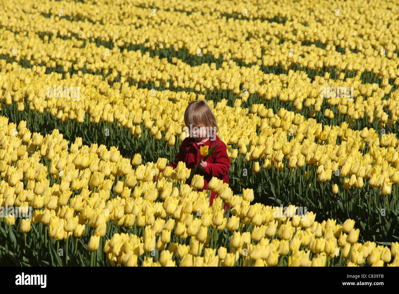 Tulip field in norfolk IN FLOWER Stock Photo - Alamy