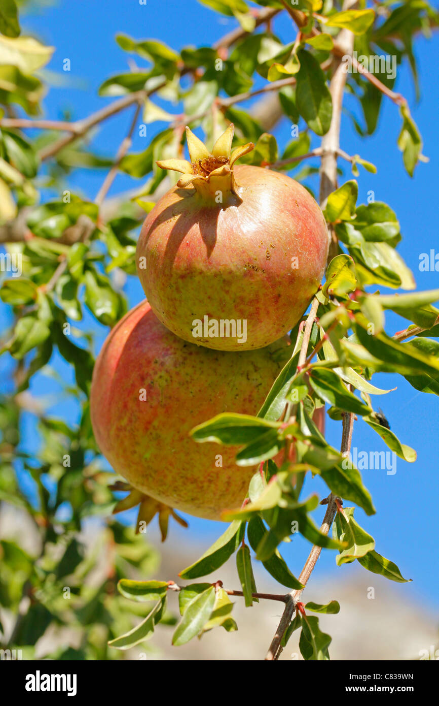 Harvested pomegranates hi-res stock photography and images - Alamy