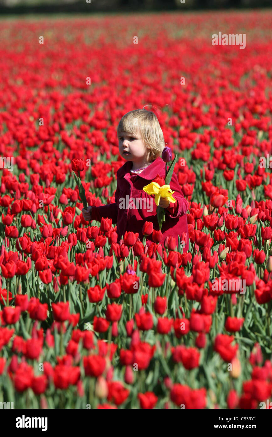 Tulip field in norfolk IN FLOWER Stock Photo - Alamy