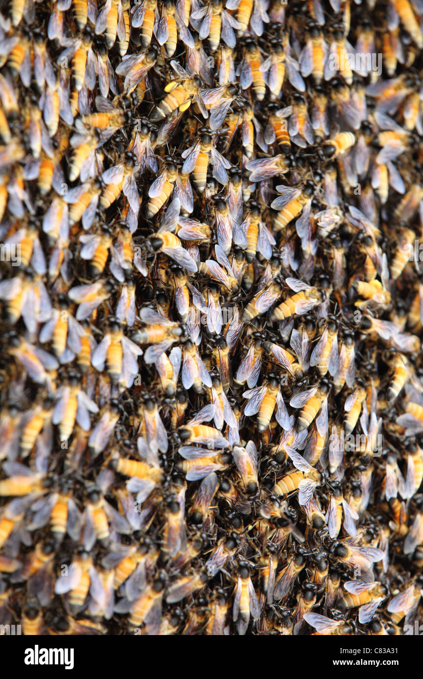 Wild bee hive Andhra Pradesh South India Stock Photo - Alamy