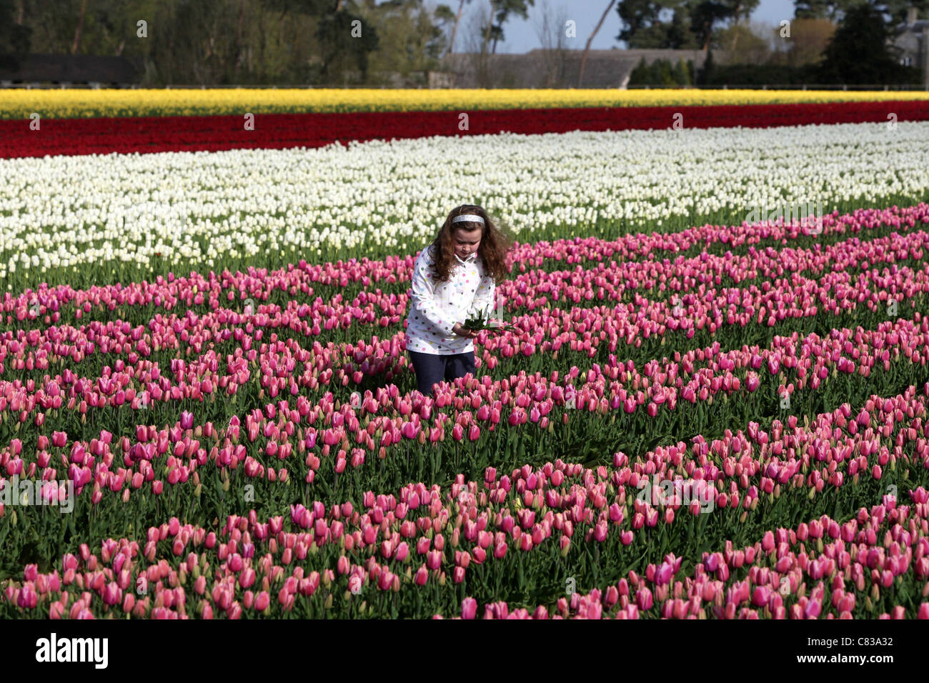 Tulip field in norfolk IN FLOWER Stock Photo - Alamy