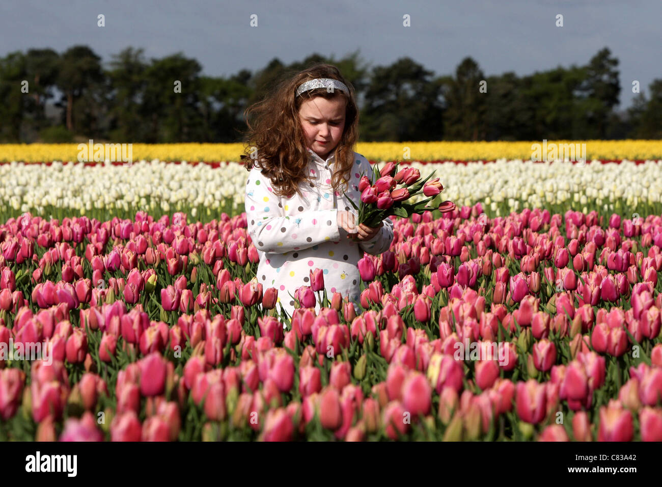 Tulip field in norfolk IN FLOWER Stock Photo - Alamy